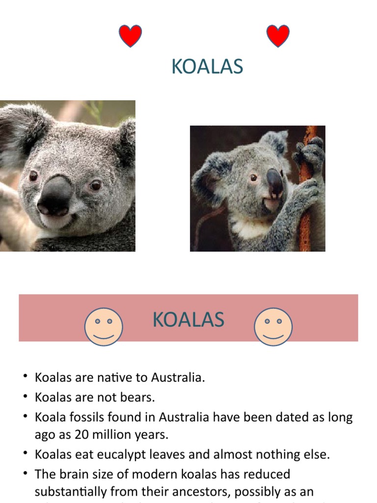Koalas | PDF | Home & Garden