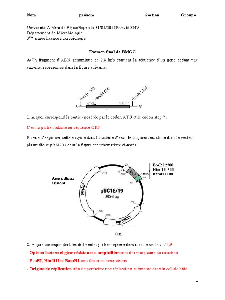 Corr Examen BMGG 2019 | PDF
