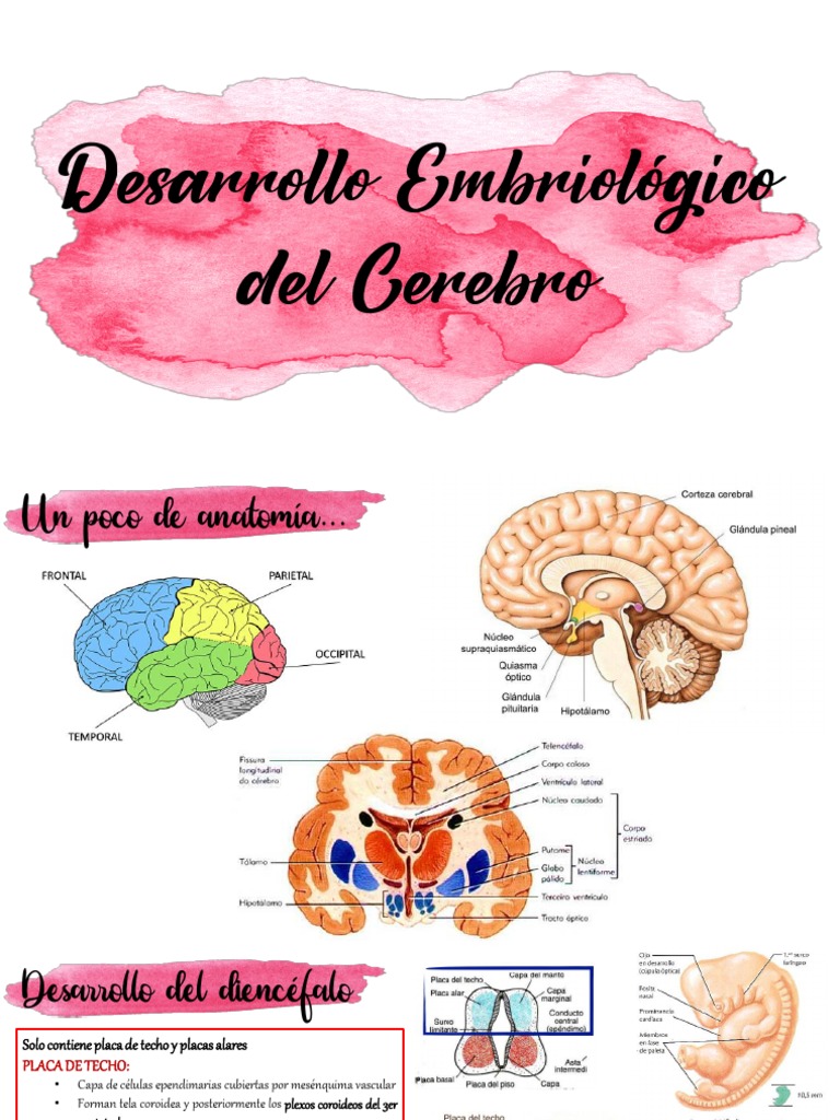 9.1. Desarrollo Embriológico Del Cerebro | PDF | Cerebro | Neurociencia