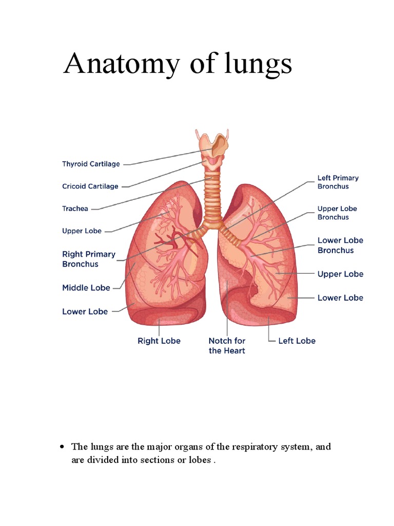 Anatomy of the Human Lungs | PDF | Social Science