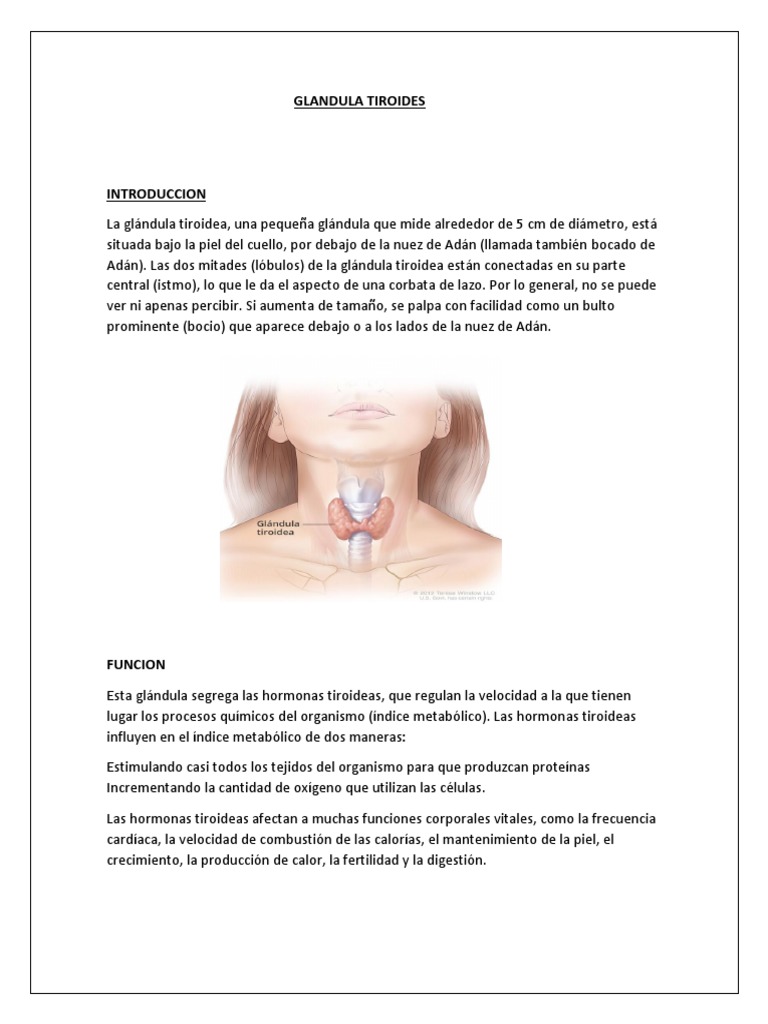 Glandula Tiroides | PDF | Salud y bienestar