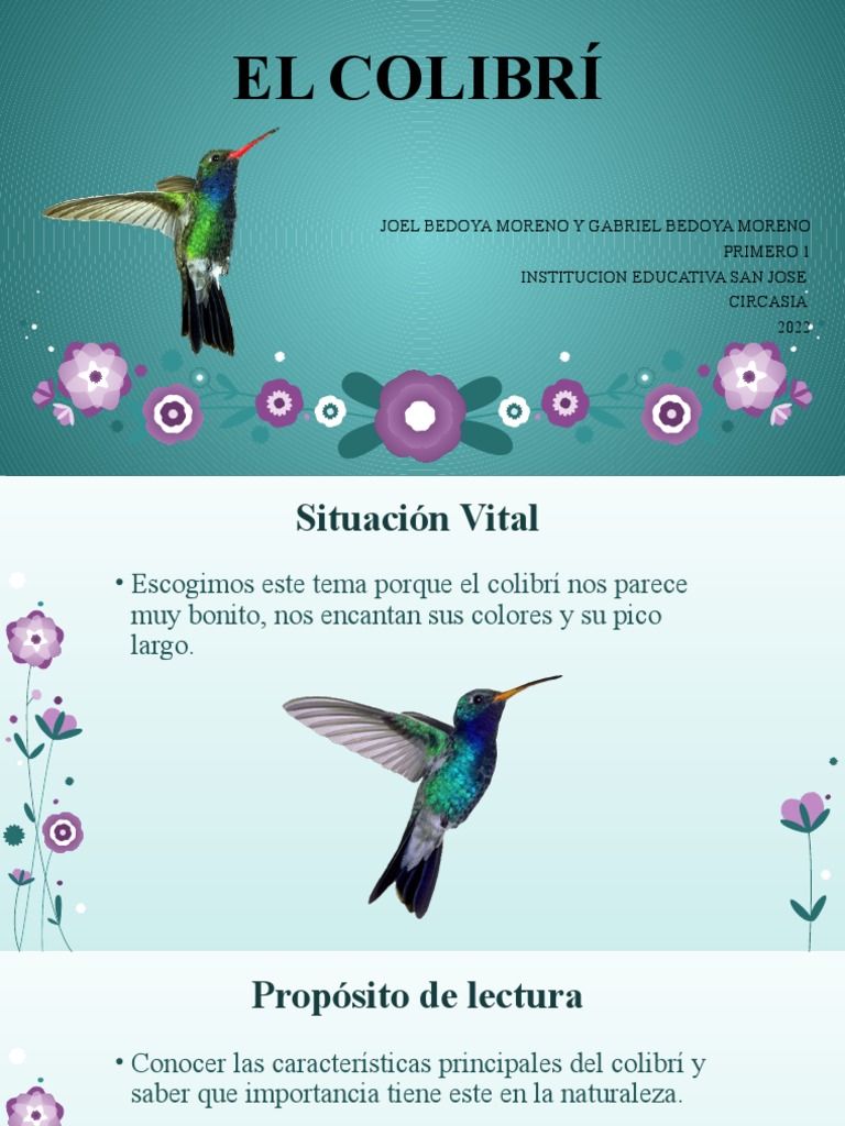 Características del Colibrí para Niños | PDF