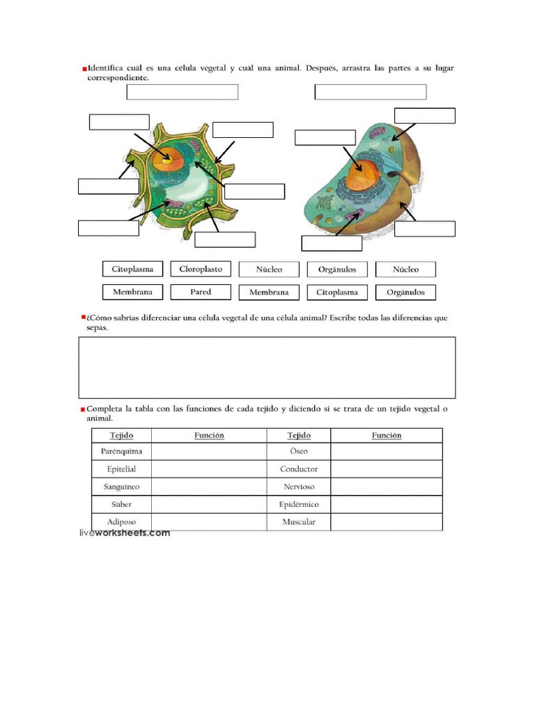Actividades para Celula | PDF