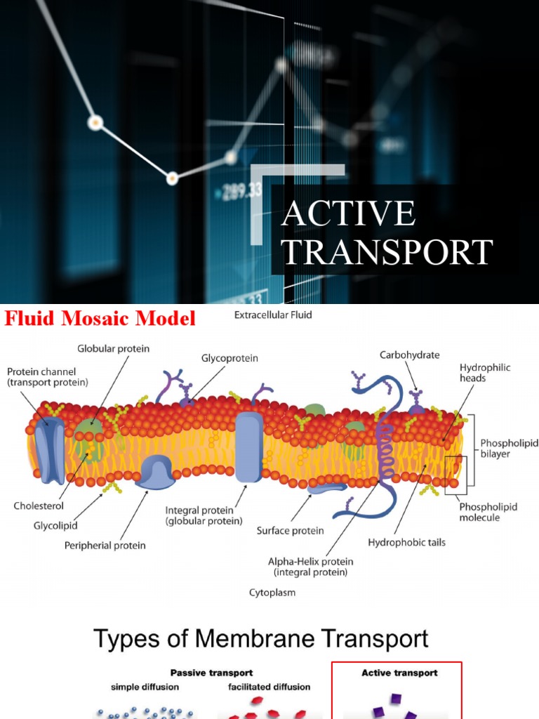 Active Transport 1 | PDF | Biophysics | Membrane Biology