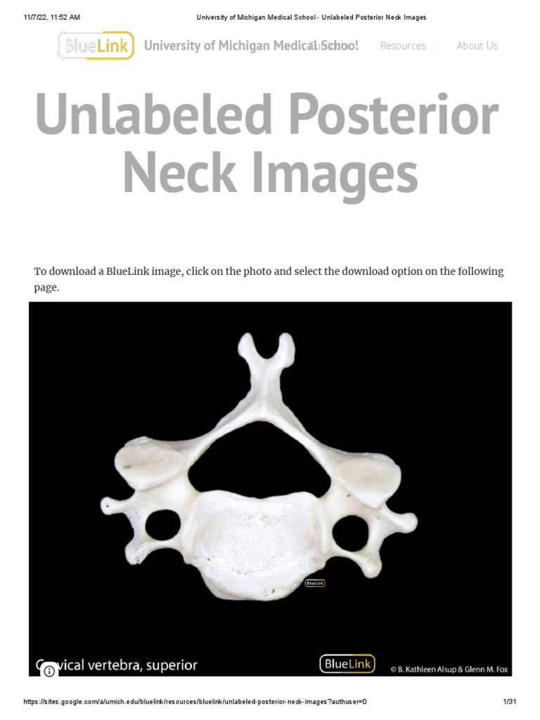 University of Michigan Medical School - Unlabeled Posterior Neck Images ...