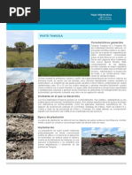 Ficha Técnica Del Pasto Marandú (Brachiaria Brizantha Cv. Marandú ...