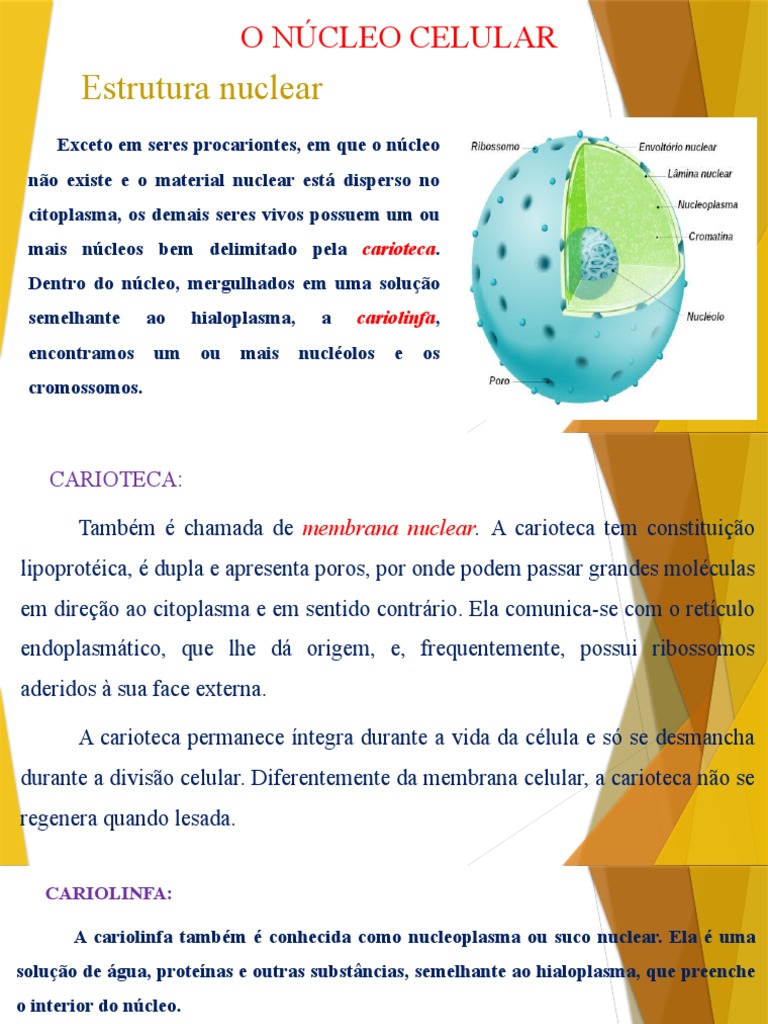 O Núcleo Celular | Download grátis PDF | Cromossomo | Núcleo celular