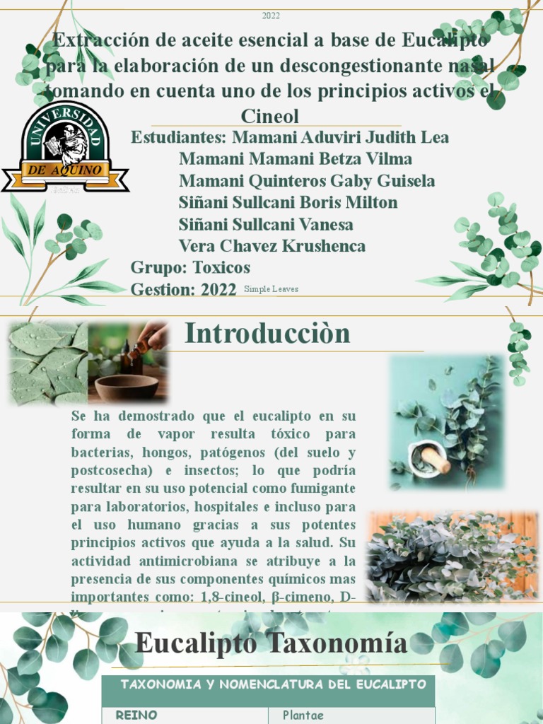 Eucalipto Presentacion | PDF | Asma | Inflamación