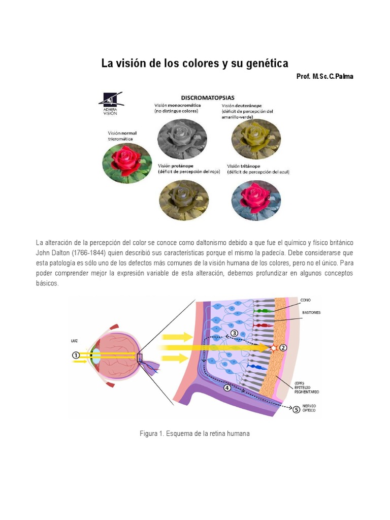 Daltonismo Y Su Genetica Pdf