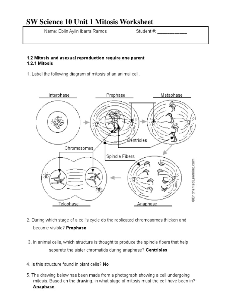 Plant Cell Mitosis Diagram Stages