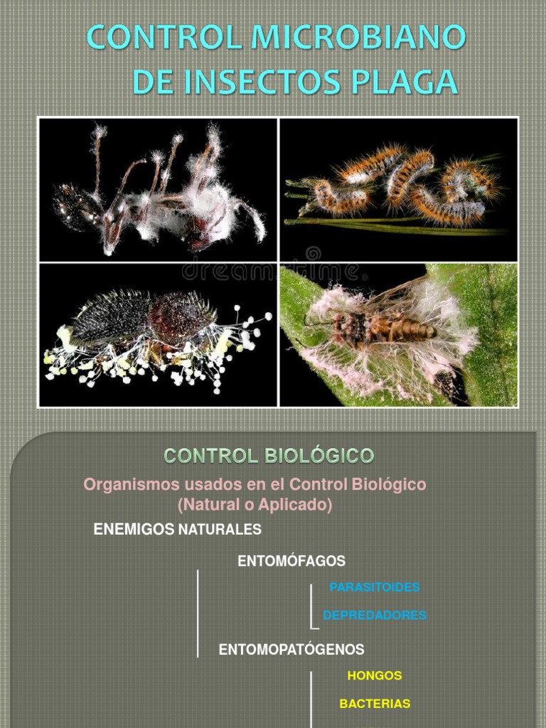 Hongos Entomopatógenos | PDF