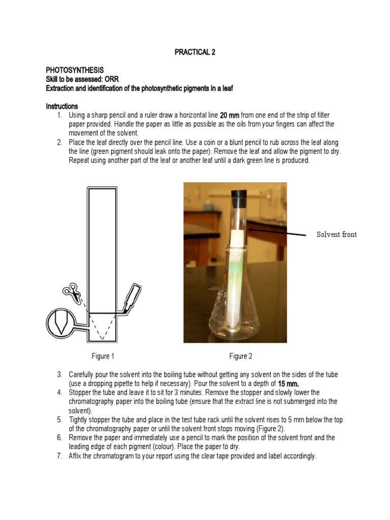 Pigment Extraction Lab | PDF | Chromatography | Chemistry