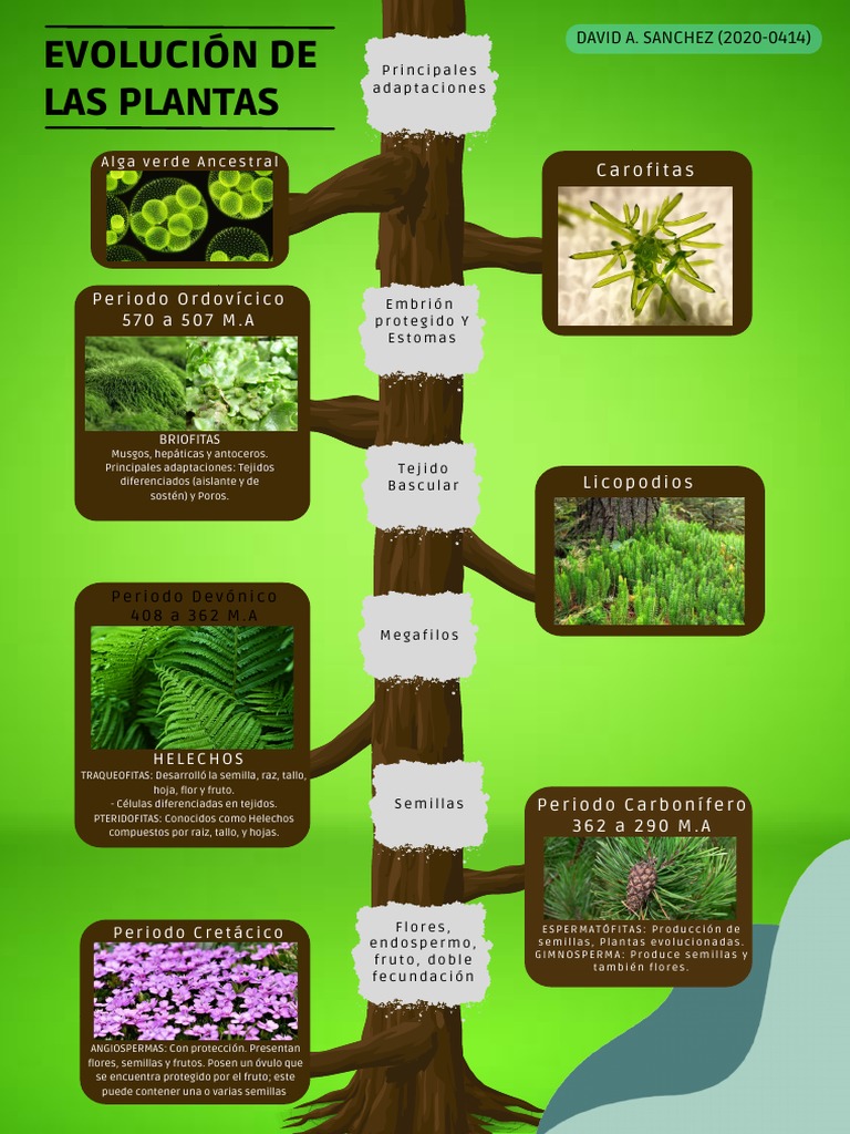 Evolución de las Plantas: Resumen Histórico | PDF