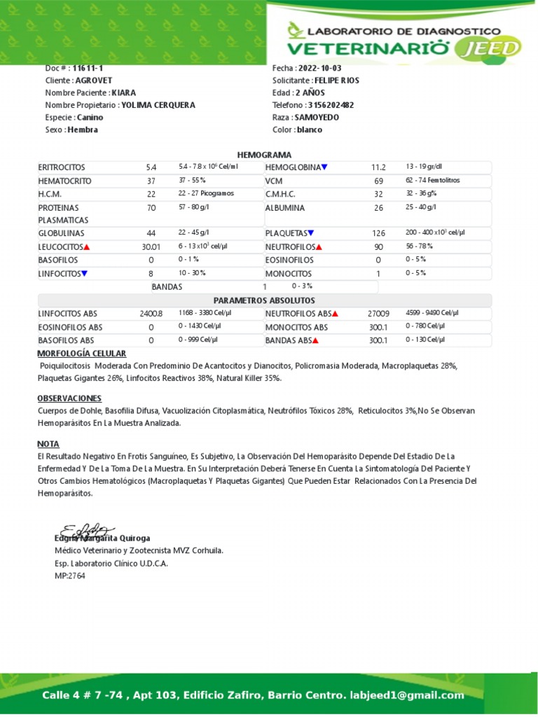 Hemograma revela anemia y trombocitopenia en perro Samoyedo de 2 años ...