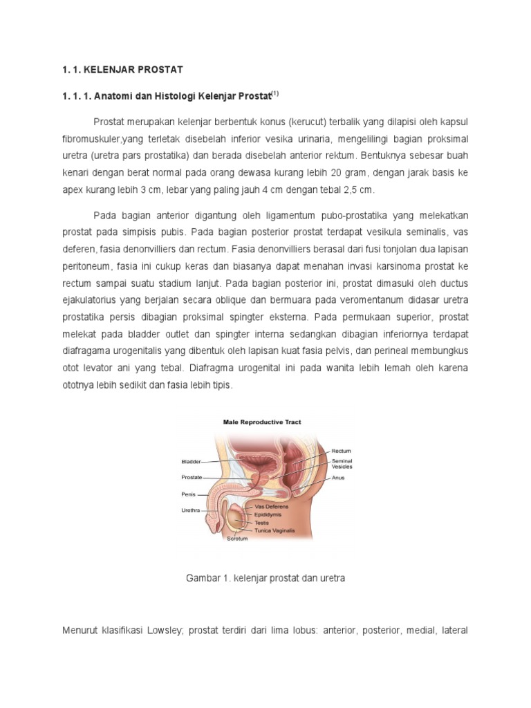 Anatomi Histologi Kelenjar Prostat | PDF