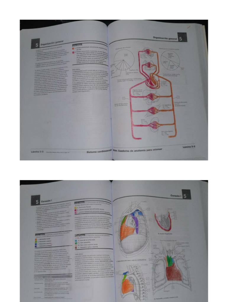 Libro de Colorear de Netter | PDF