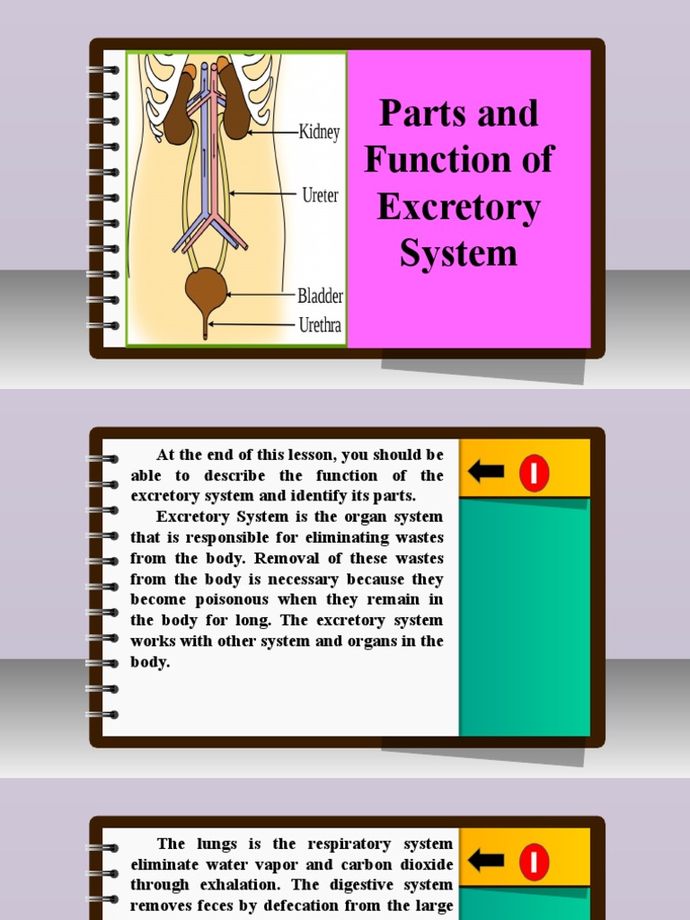 Excretory System Organs And Functions