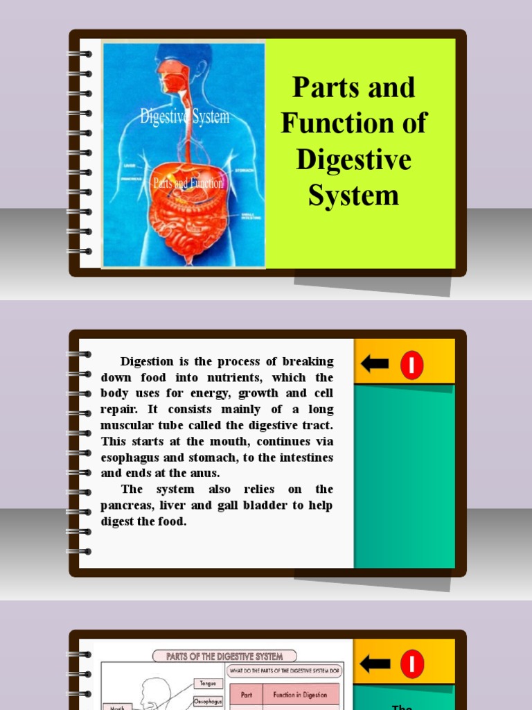Science 6 - Q2 - L3 - Parts and Function of Digestive System | PDF ...