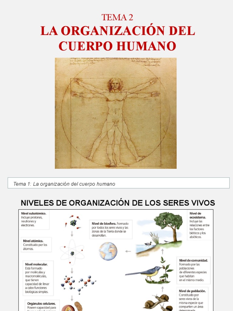 Tema 2 Organización de Los Seres Vivos | PDF | Biología Celular ...