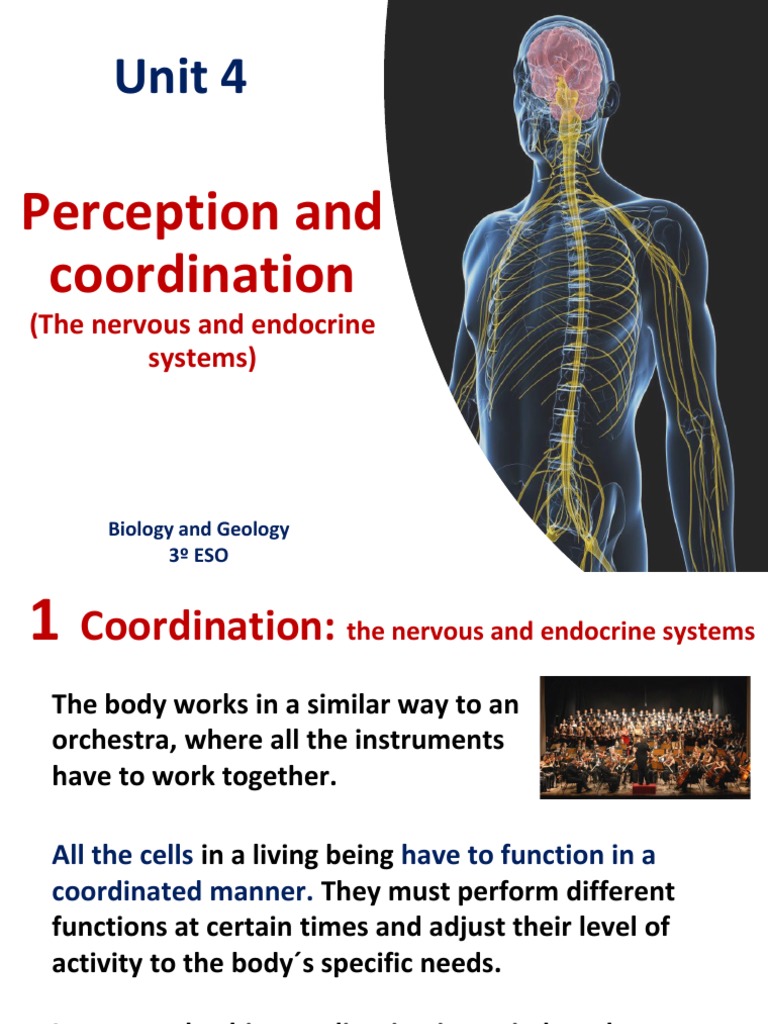Nervous and Endocrine System Coordination | PDF | Neuron | Synapse