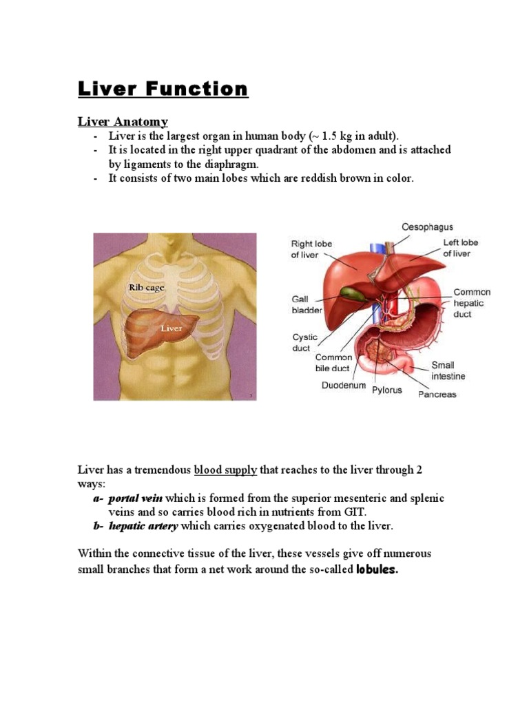 Anatomy and Functions of the Liver: A Comprehensive Review of Liver ...