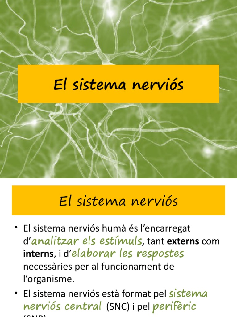 Sistema Nerviós | PDF