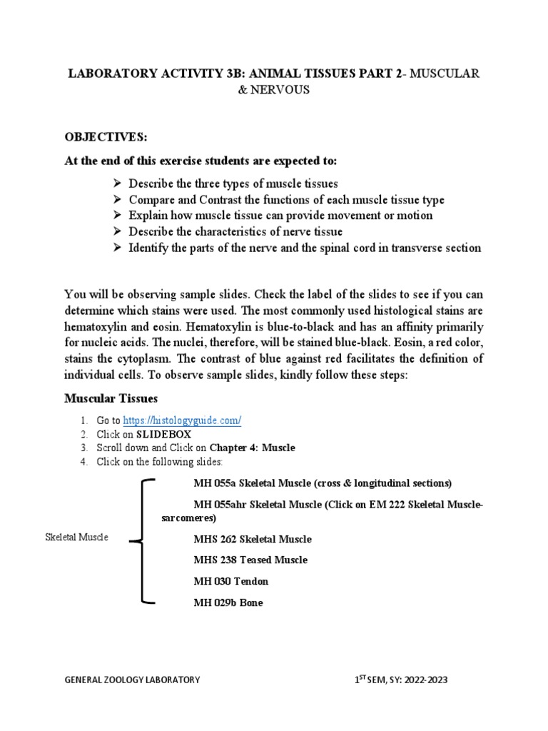 Activity 3B - Animal Tissues (Muscular & Nervous Tissue) - Activity ...
