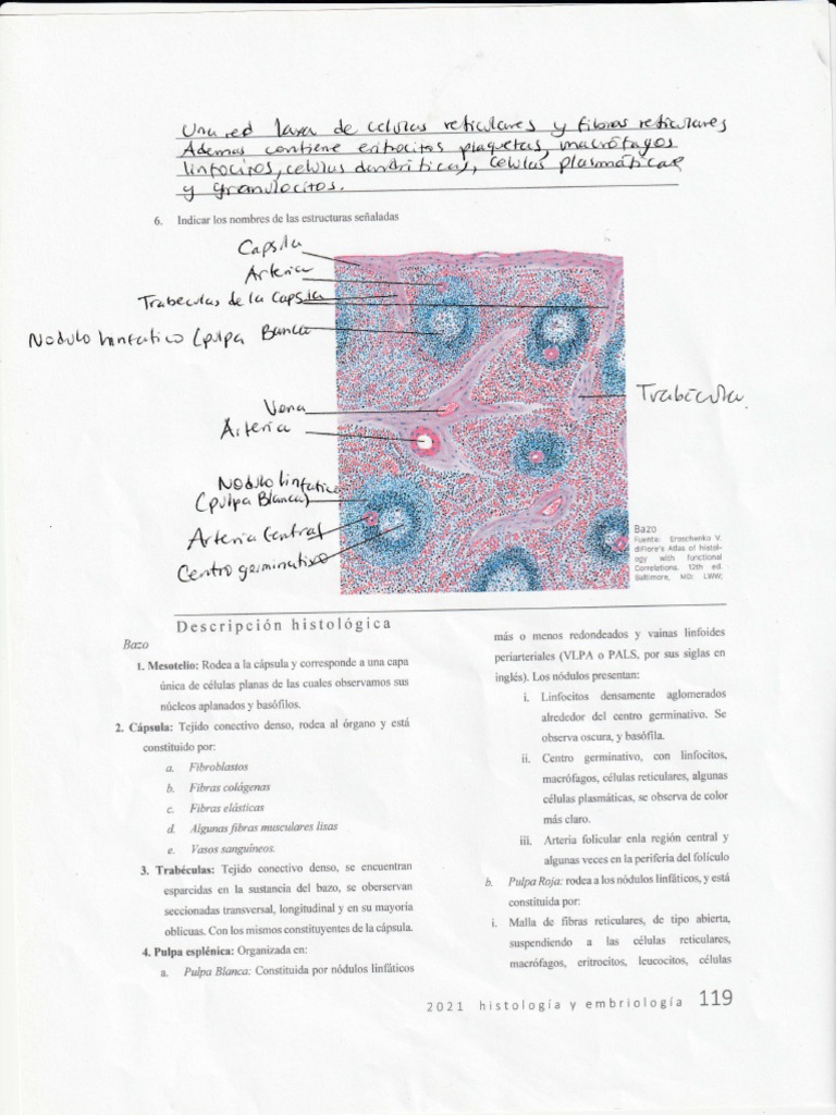 Guía de Estudio de Histología del Bazo y Ganglio Linfático | PDF | Bazo ...