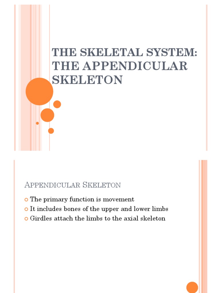 Appendicular Skeleton | PDF | Pelvis | Hip