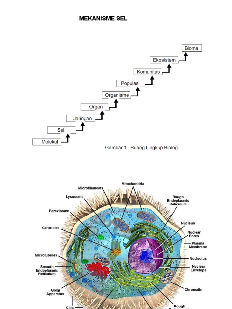 Mekanisme Sel | PDF