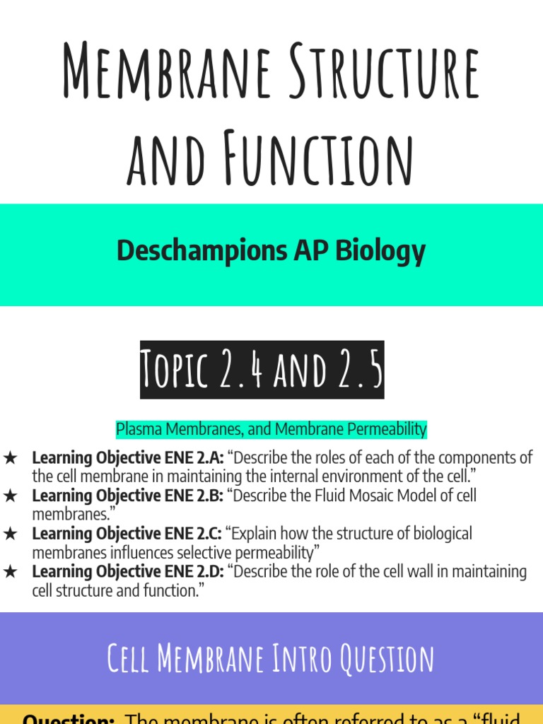 Membrane Structure and Function Presentation | PDF | Cell Membrane ...