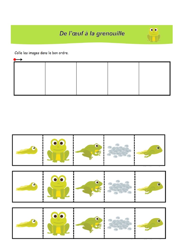 De L'oeuf Á La Grenouille | PDF