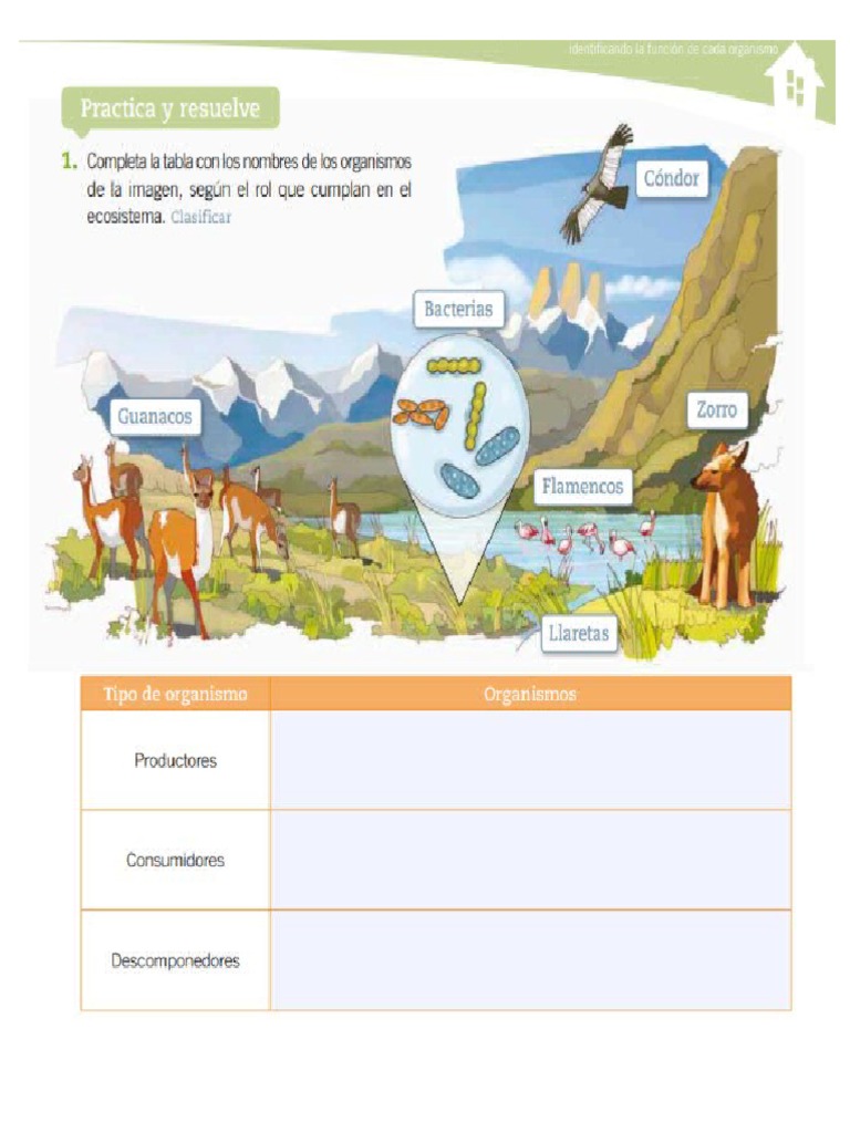 Ciencias 4to 1 | PDF