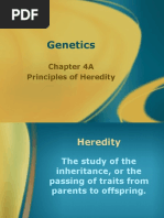 Class 10 Heredity | PDF | Dominance (Genetics) | Genetics