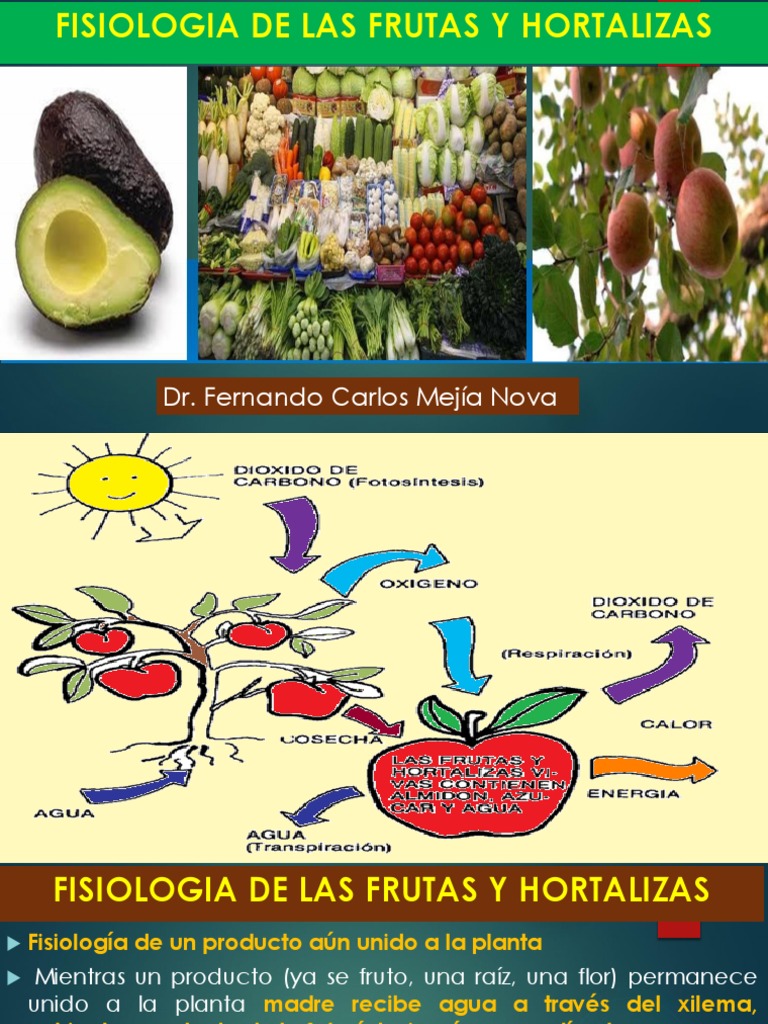 Fisiologia de Las Frutas y Hortalizas | PDF | Respiración celular ...