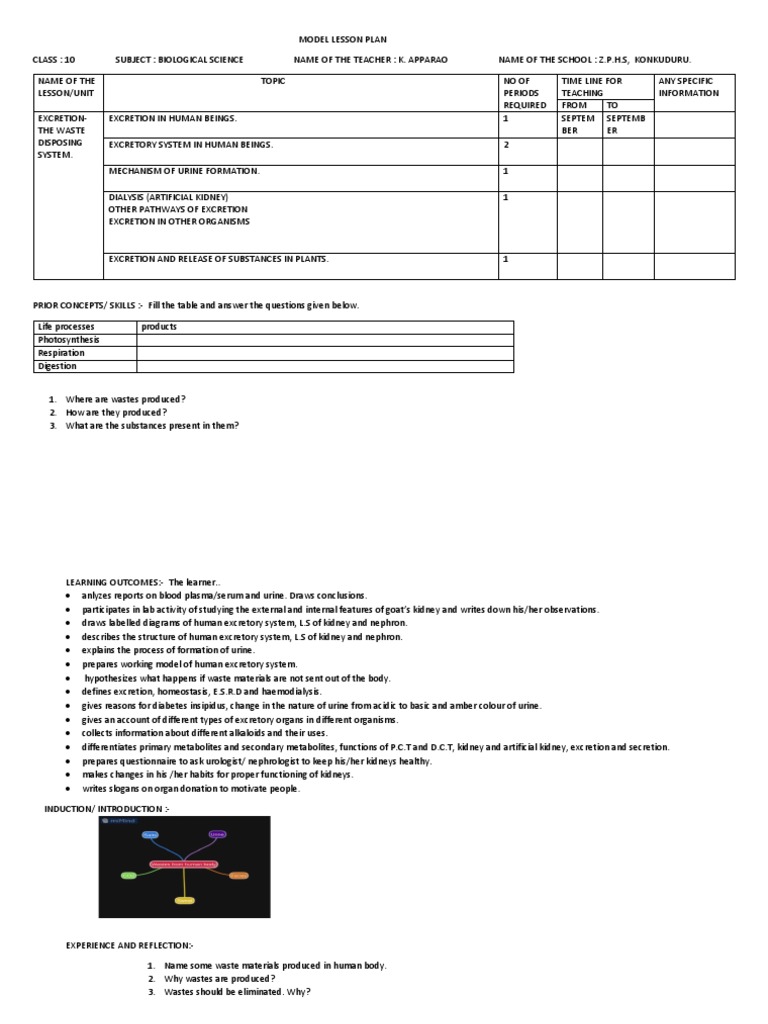 Understanding the Human Excretory System: A Comprehensive Lesson Plan ...