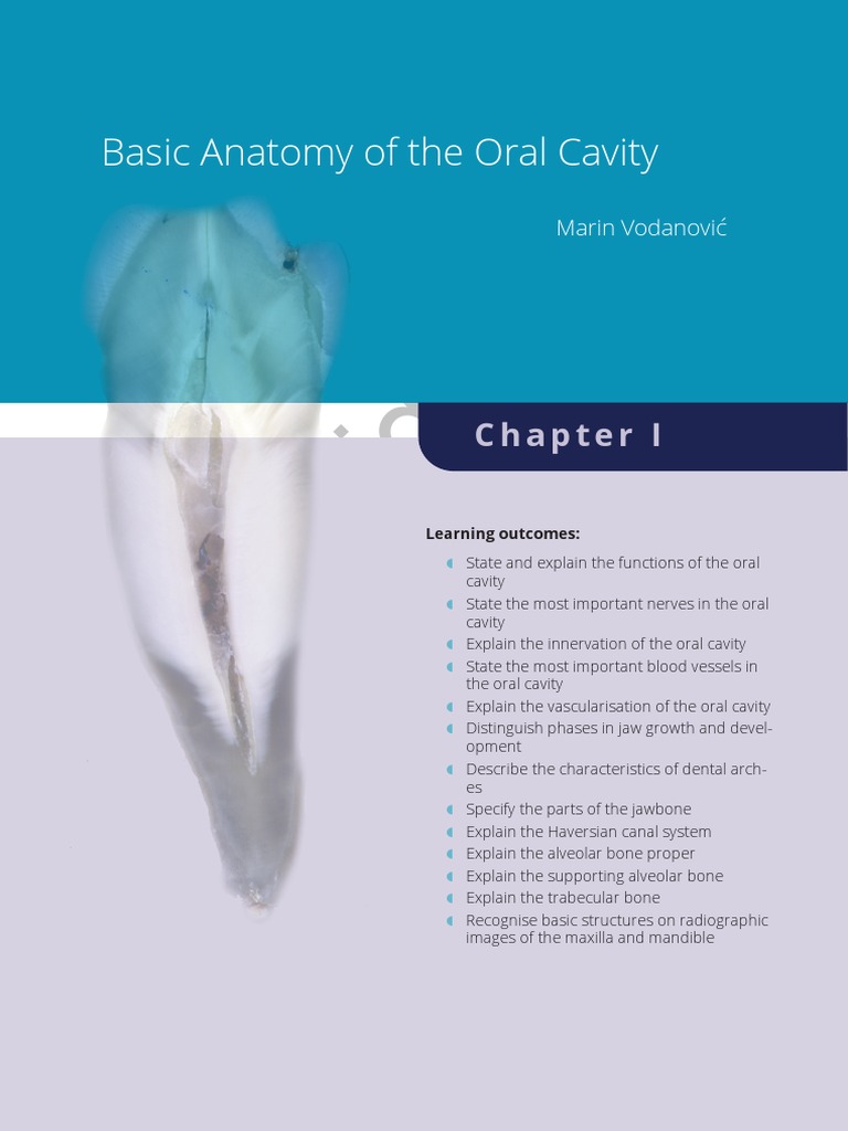 B-M of Human Teeth - 1 | PDF | Tongue | Common Carotid Artery