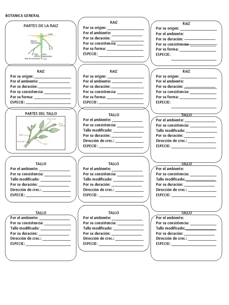 Botanica General Etiquetas | PDF | Fruta | Hoja Botanica General Etiquetas | PDF | Fruta | Hoja