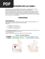 Mandibula - Primer Parcial | PDF | Anatomía humana | Cabeza y cuello ...