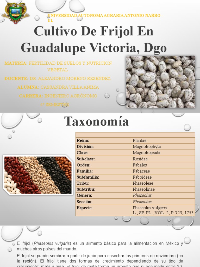 Cultivo de Frijol Pinto | PDF | Frijol | Siembra