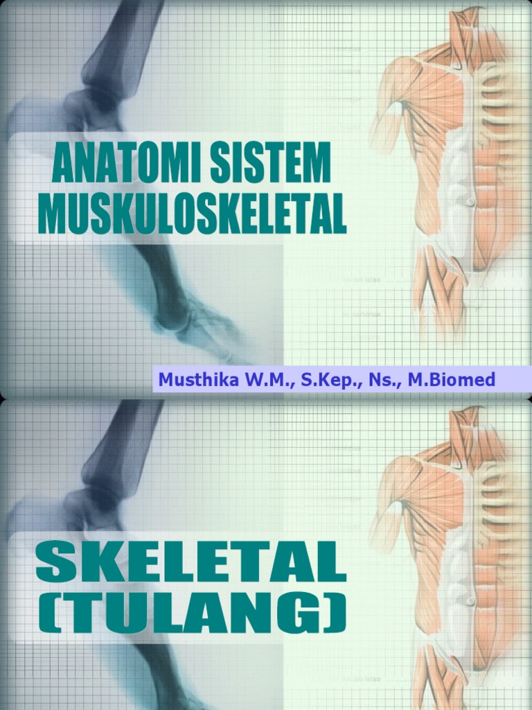 Anatomi Sistem Muskuloskeletal New | PDF