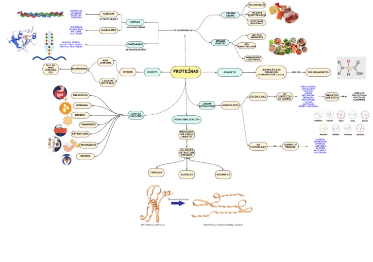 Mapa Mental Proteínas | PDF