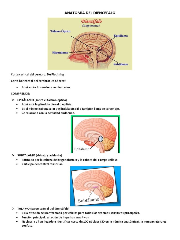 Anatomía Del Diencefalo | PDF | Cerebro | Sistema nervioso central