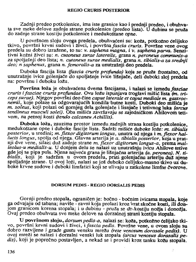 Anatomija Noga 2 Parc | PDF