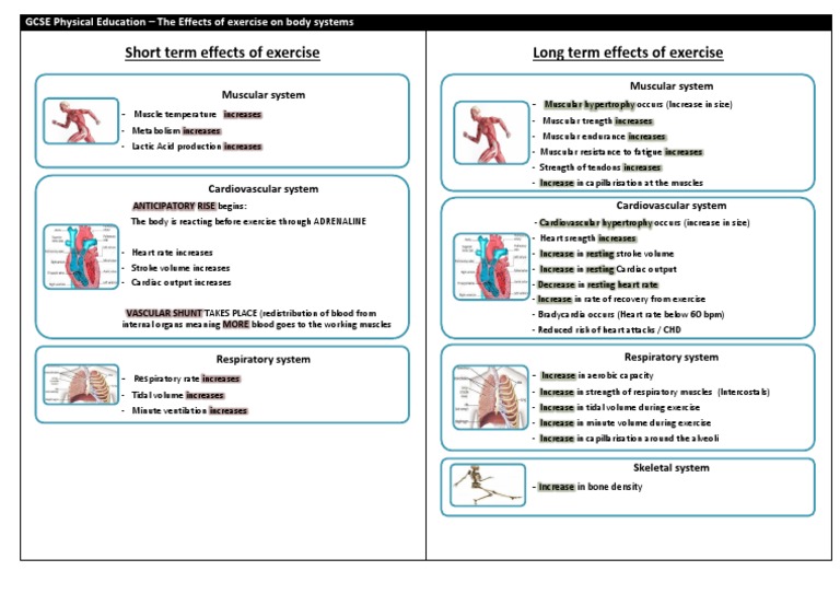 Long and Short Term Effects of Exercise On The Body | PDF | Skeletal ...