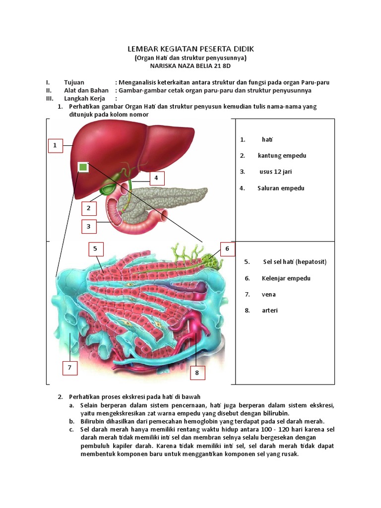 Ekskresi dan Fungsi Hati | PDF
