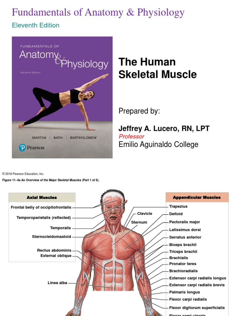 Skeletal Muscle Atlas | PDF