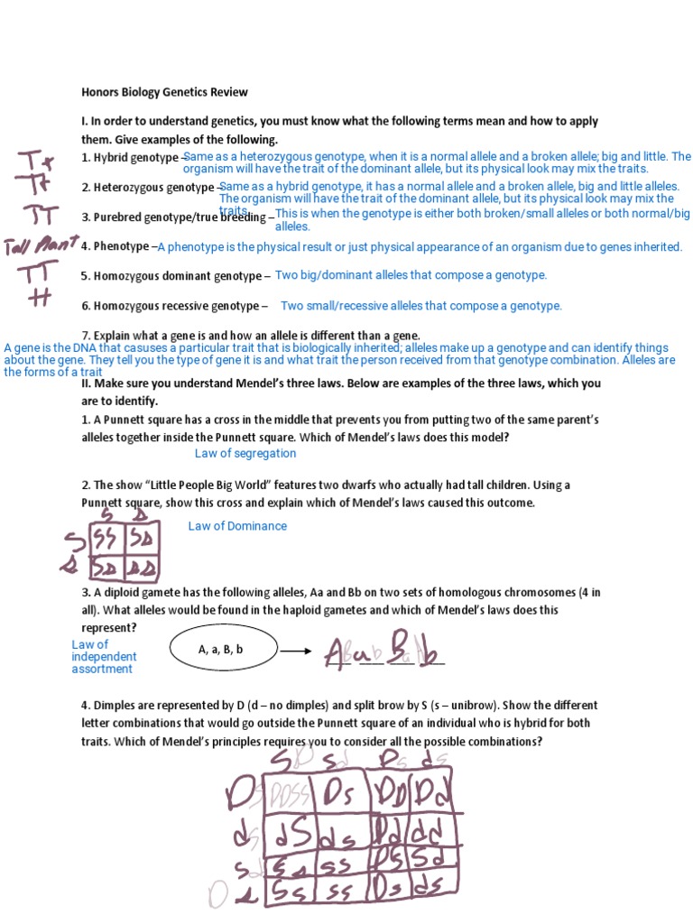 Honors Biology Intro to Genetics Review 2021 | PDF | Genotype ...