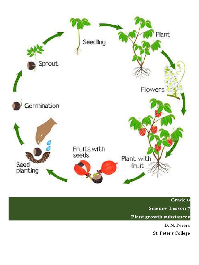 Plant Growth Substances in Horticulture | PDF | Science & Mathematics
