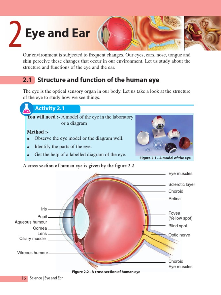 Eg9 TB Sci Chap2 | PDF | Art | Science & Mathematics